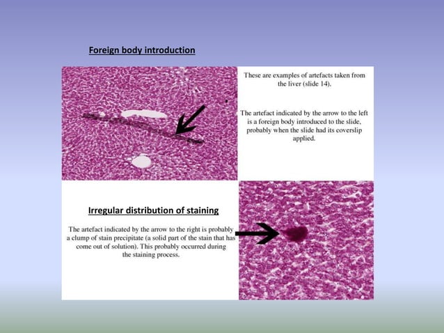 Histology Made Easy: Chap 1: Introduction to Histology | PPTX