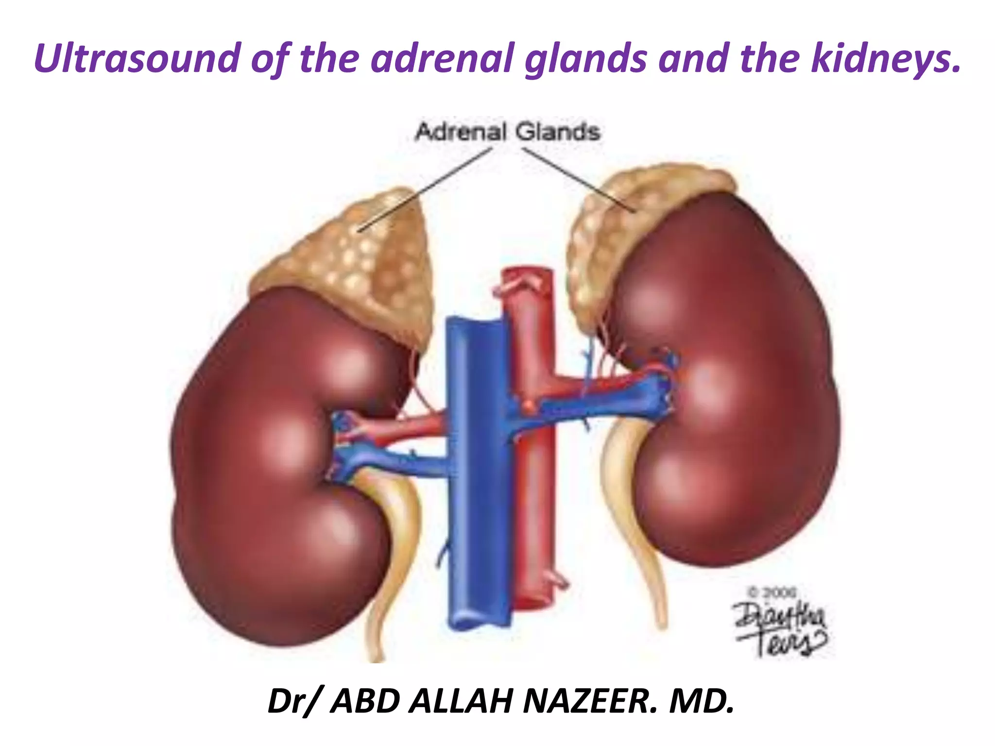 Presentation1.pptx, ultrasound examination of the adrenal glands and ...