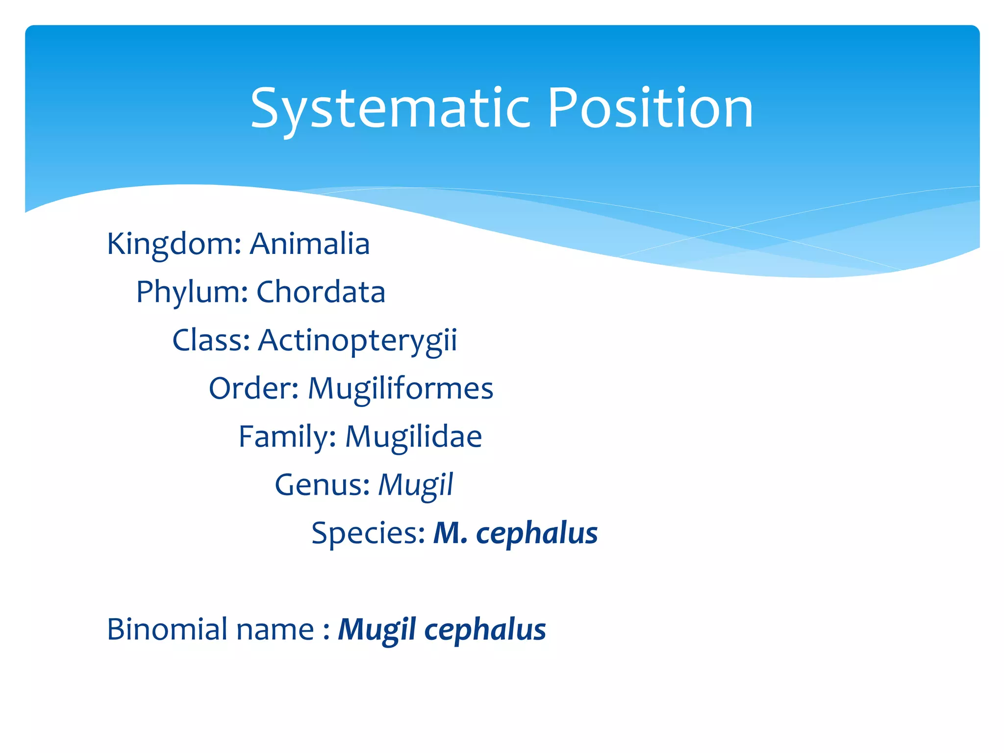 culture method of mullet ( Mugil cephalus ) | PPTX