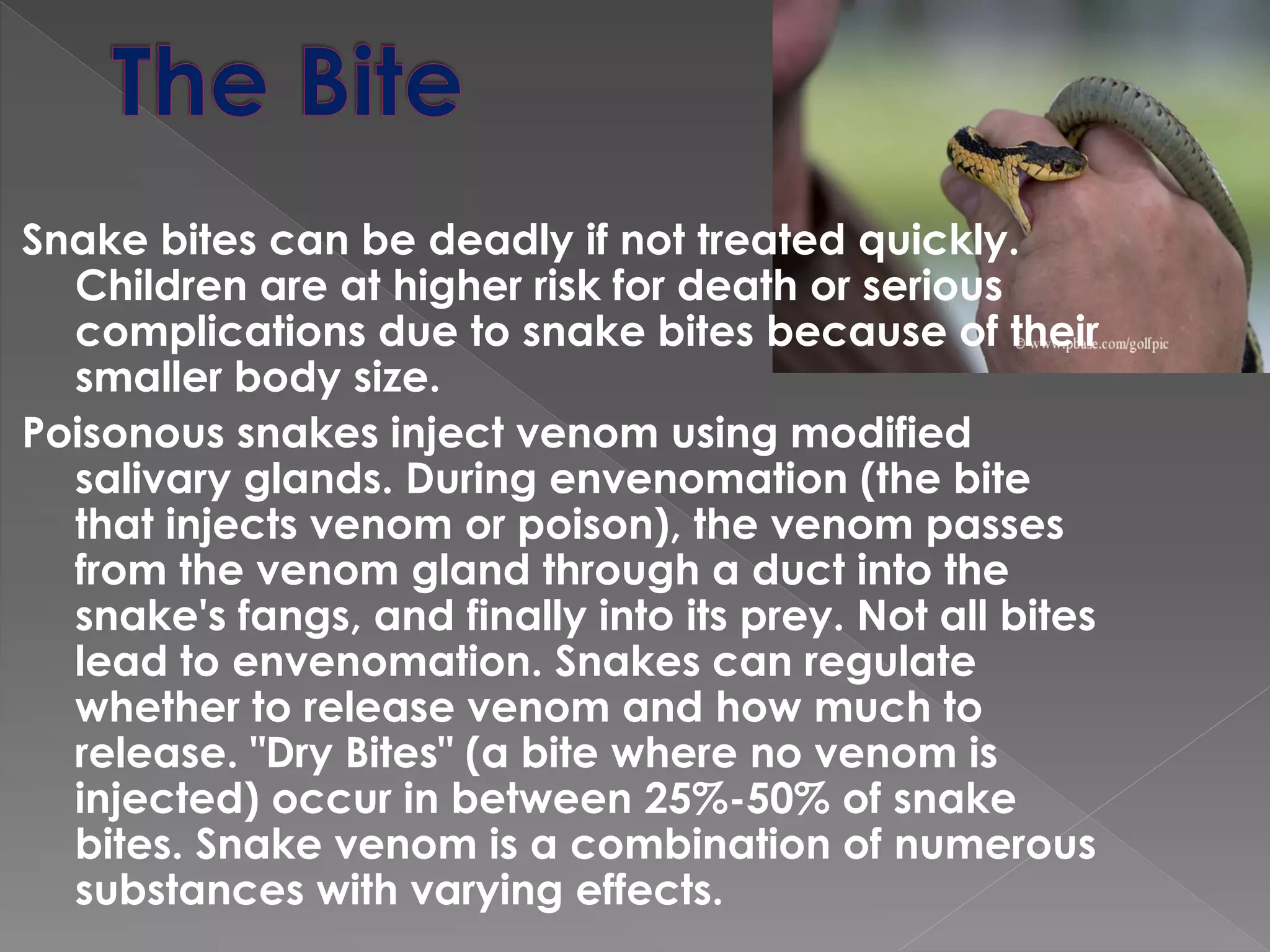 Snake Bite Management | PPTX