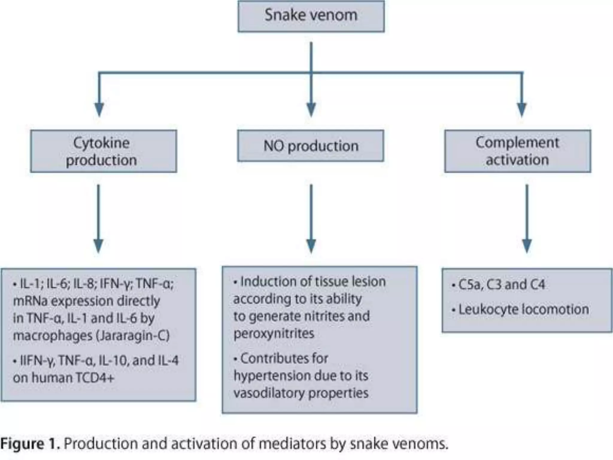 Snake Bite Management | PPTX