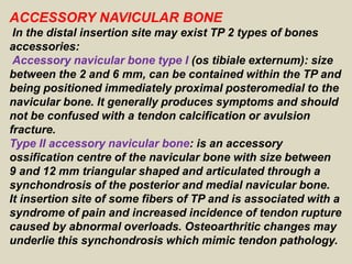 Presentation1.pptx. ultrasound examination of the ankle joint. | PPTX
