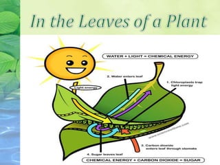 Photosynthesis | PPTX