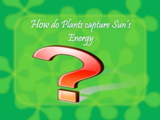 Photosynthesis | PPT