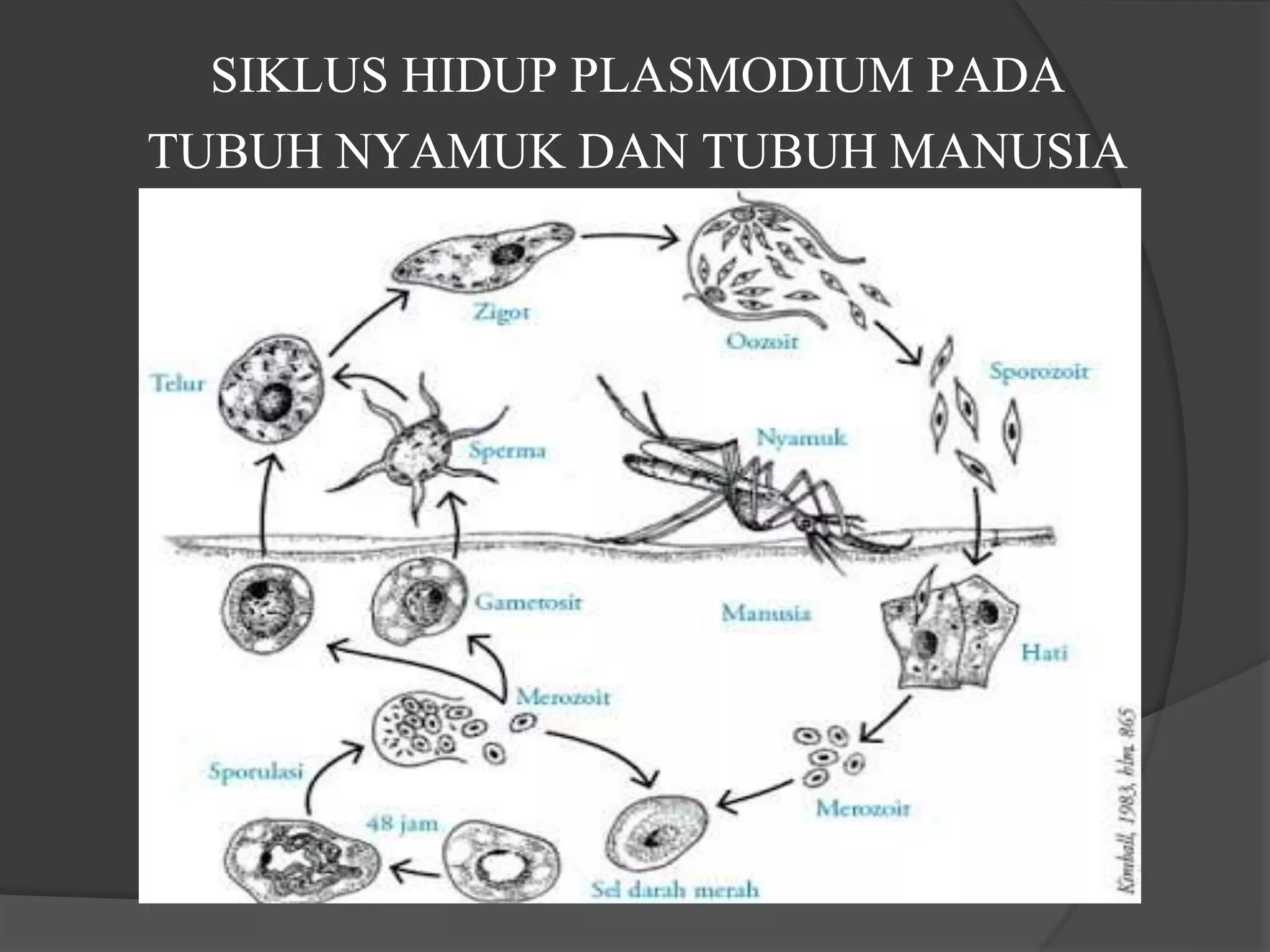 siklus hidup plasmodium | PPTX