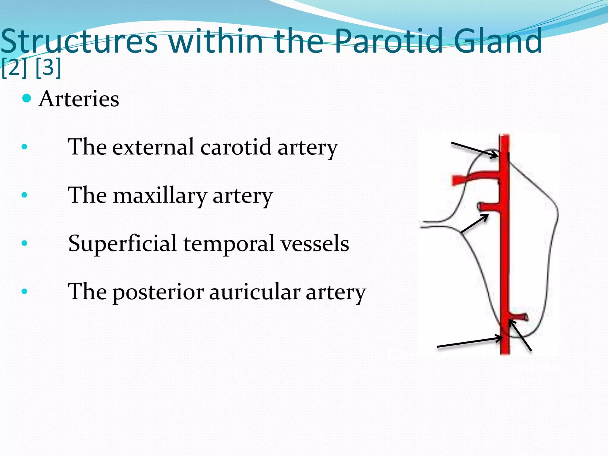 Parotid gland | PPTX