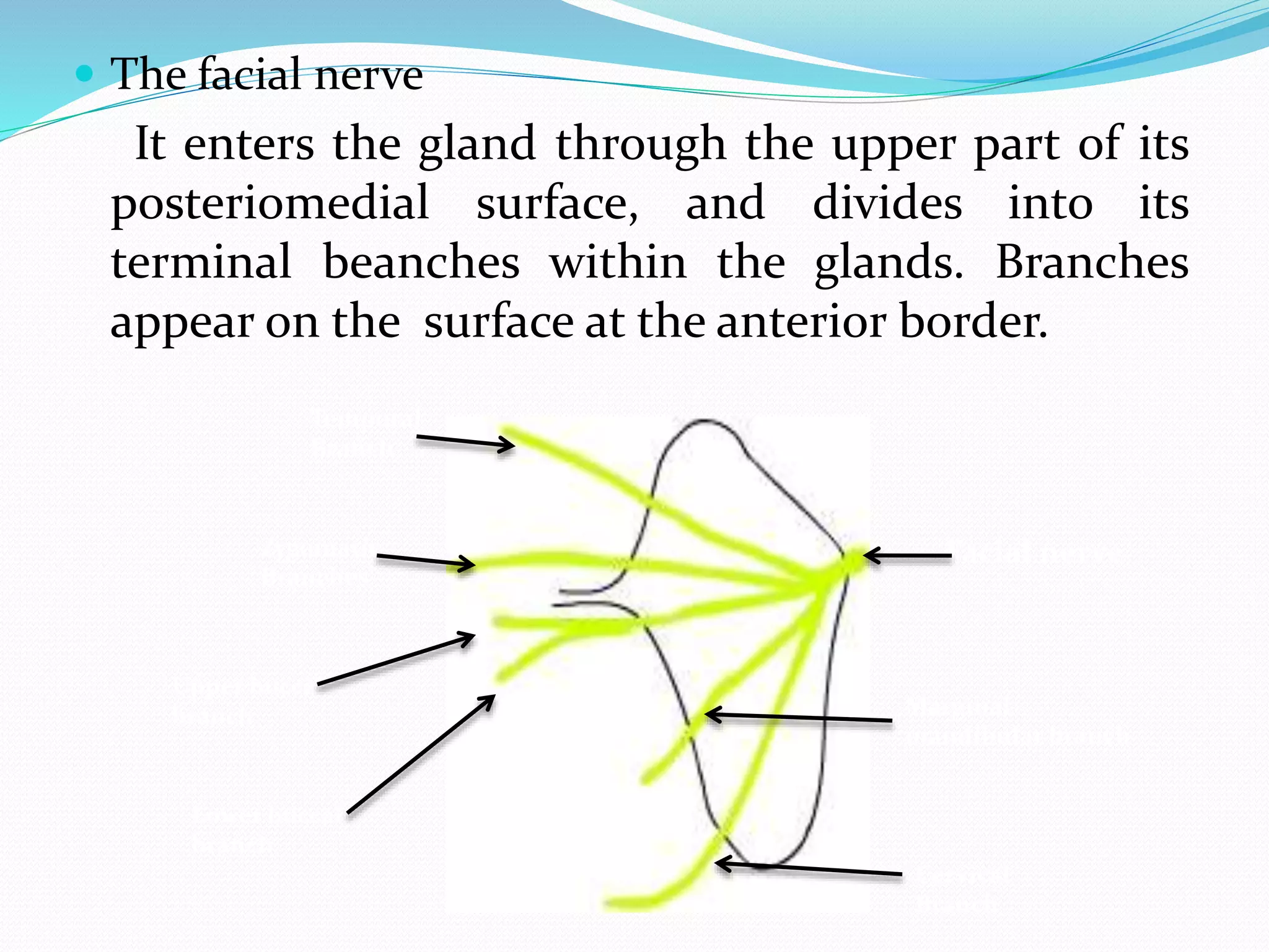 Parotid gland | PPTX