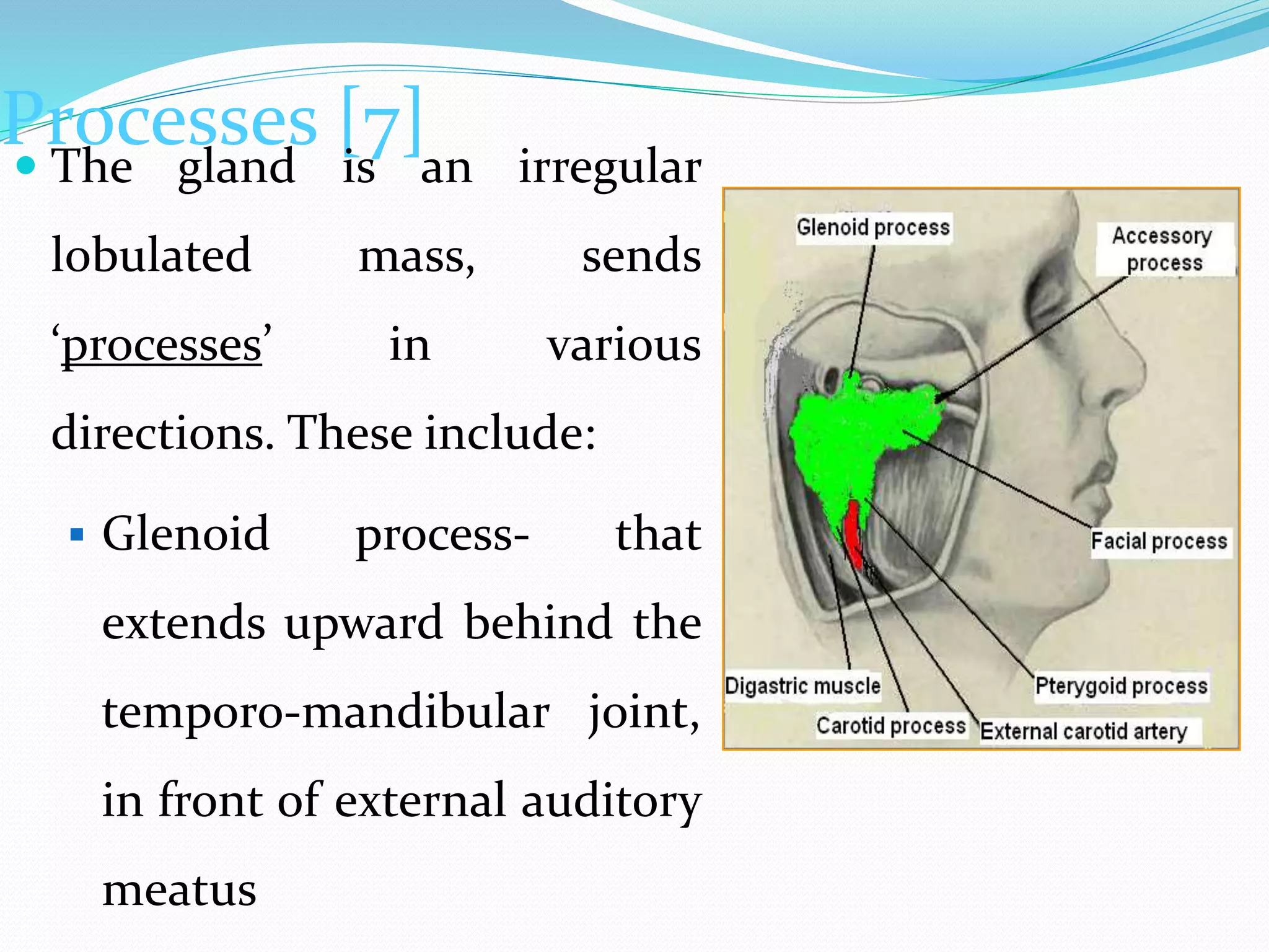 Parotid gland | PPTX