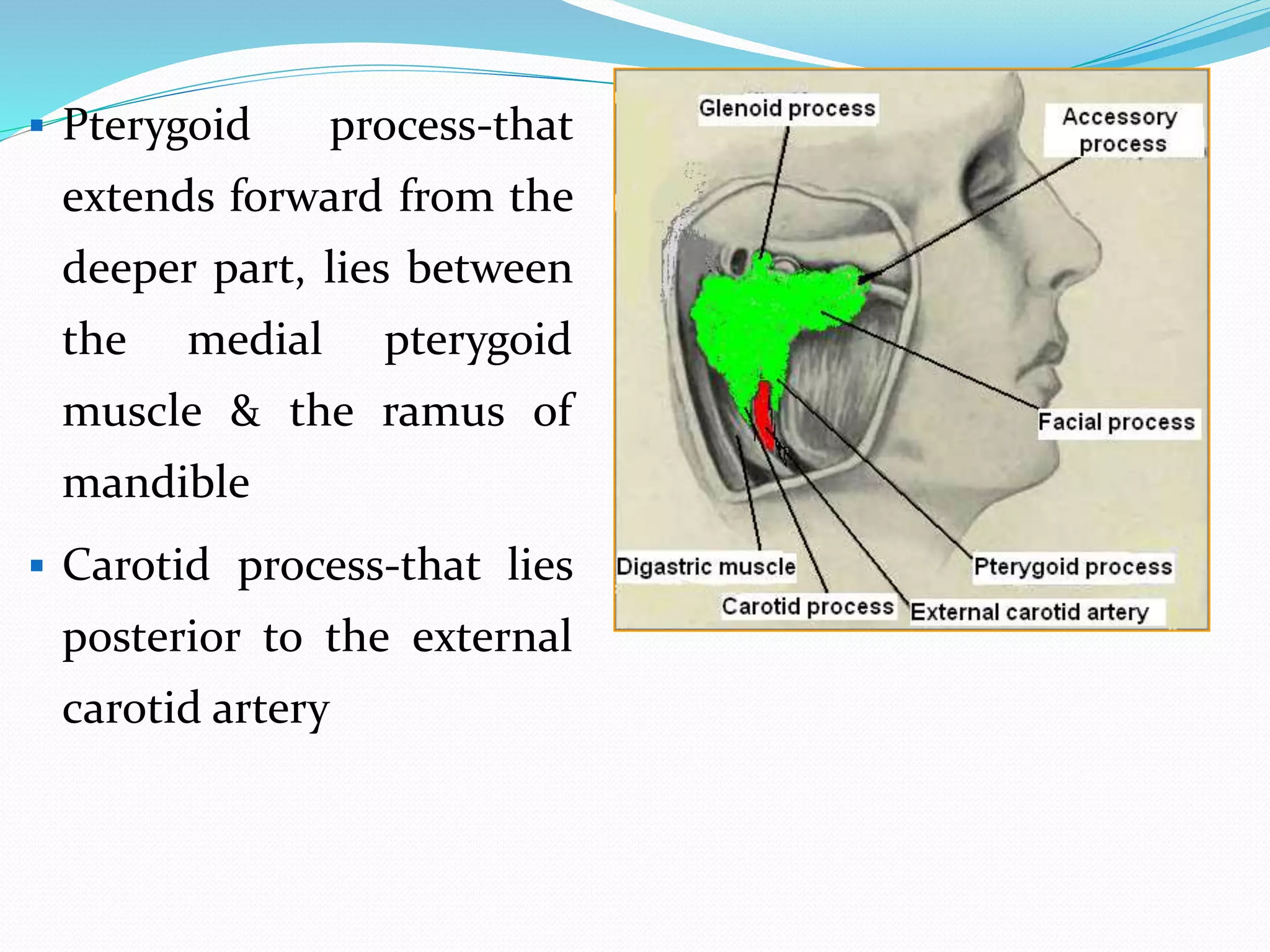 Parotid gland | PPTX