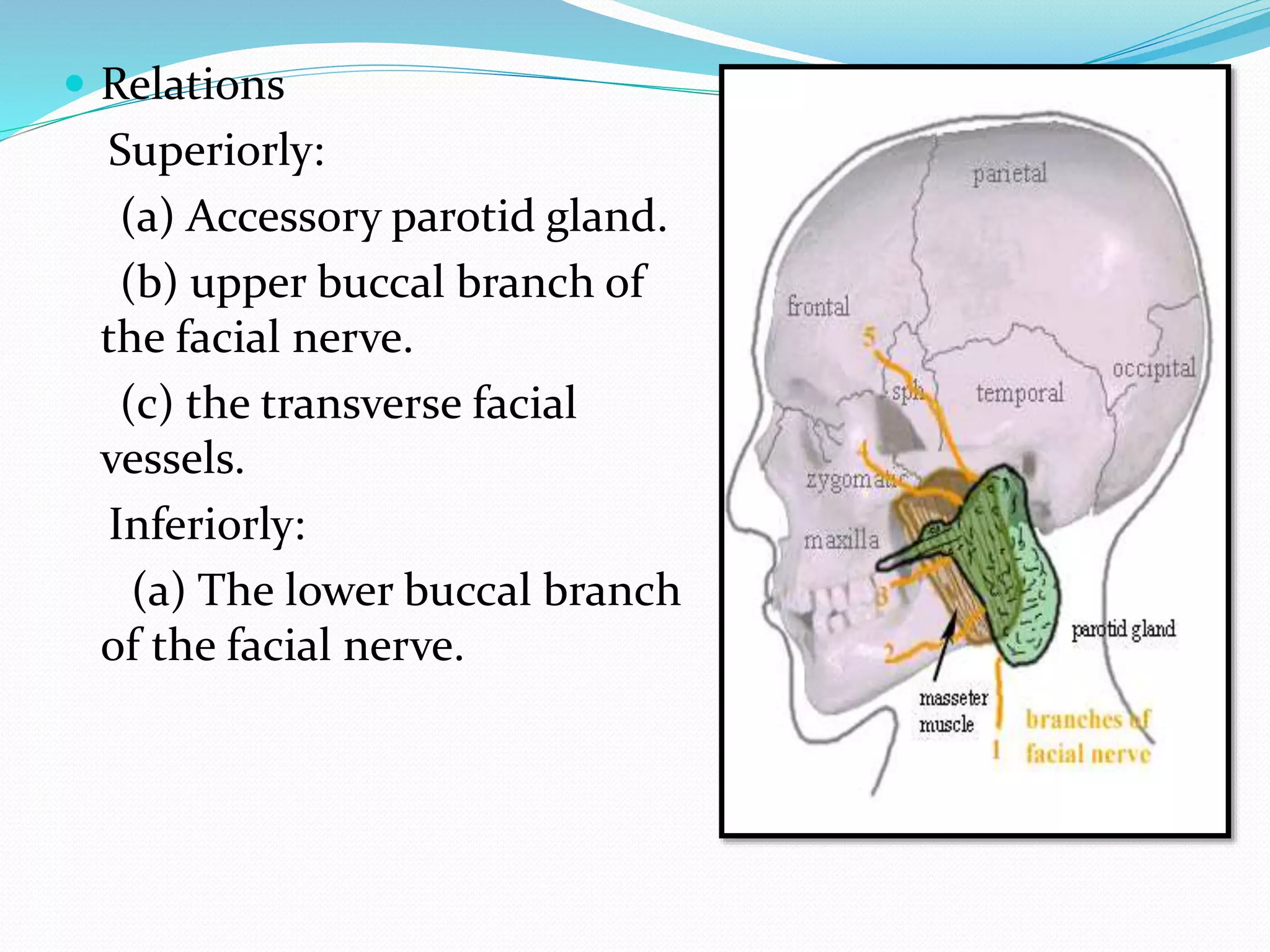 Parotid gland | PPTX
