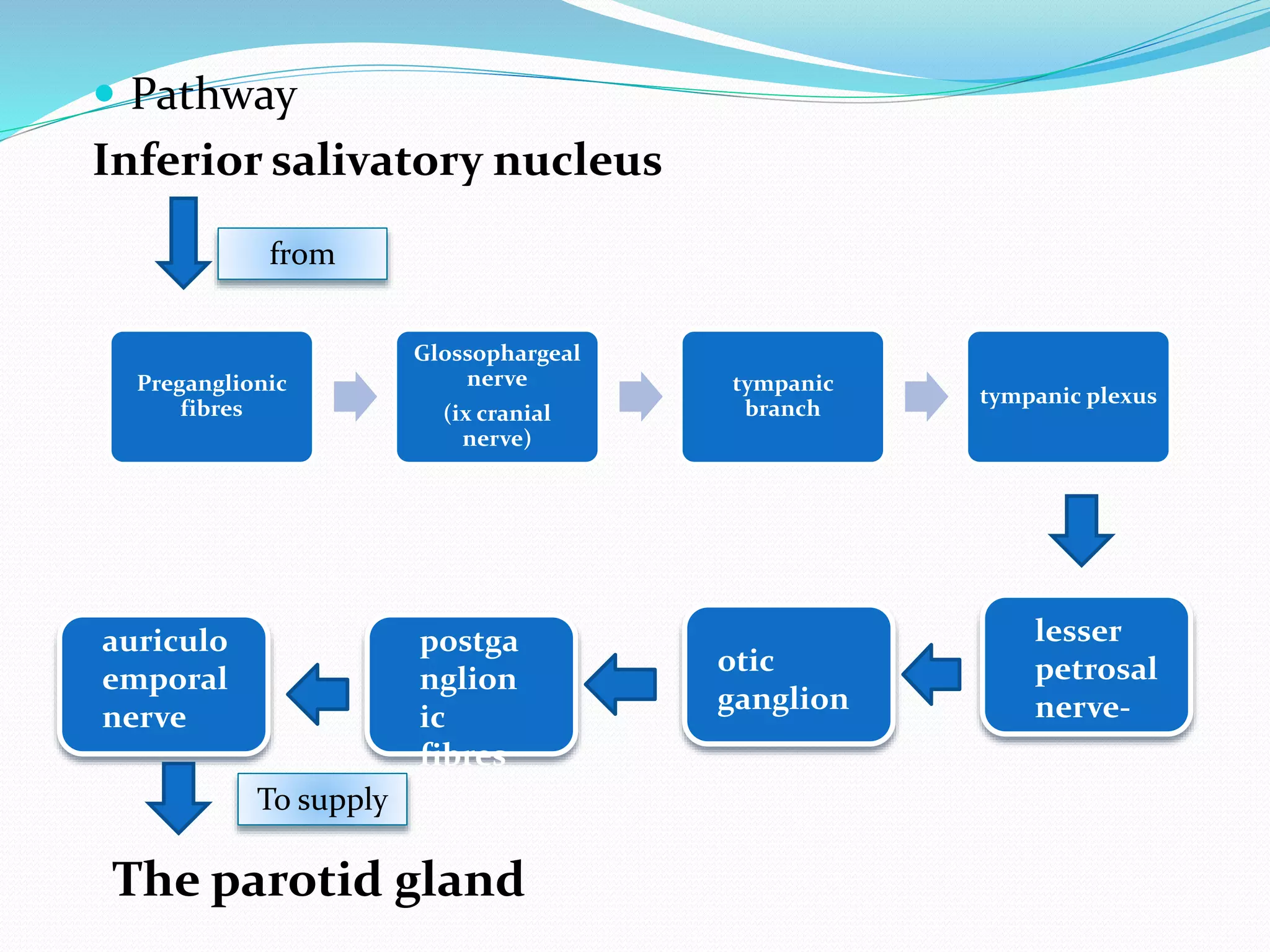 Parotid gland | PPTX
