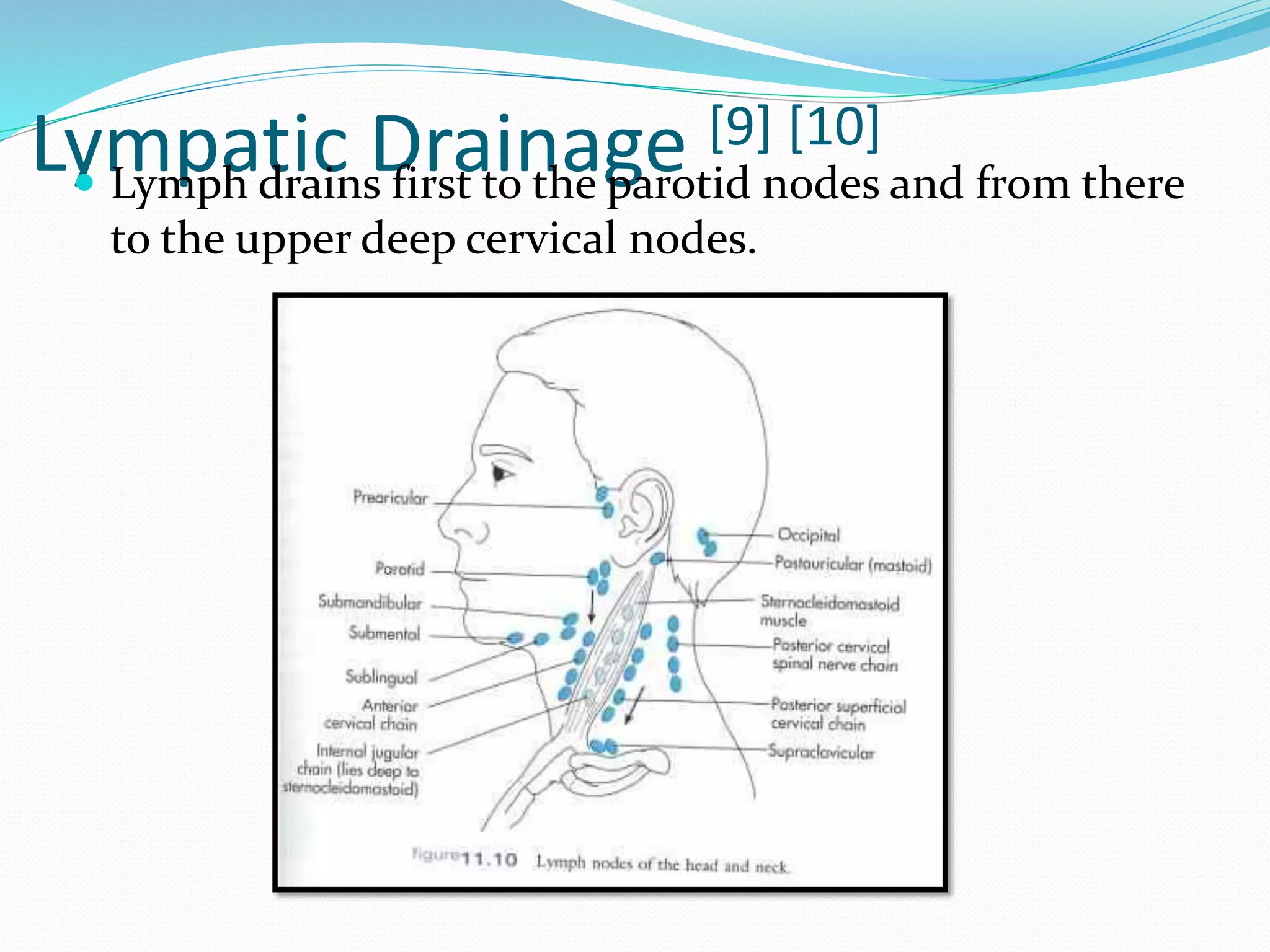 Parotid gland | PPTX