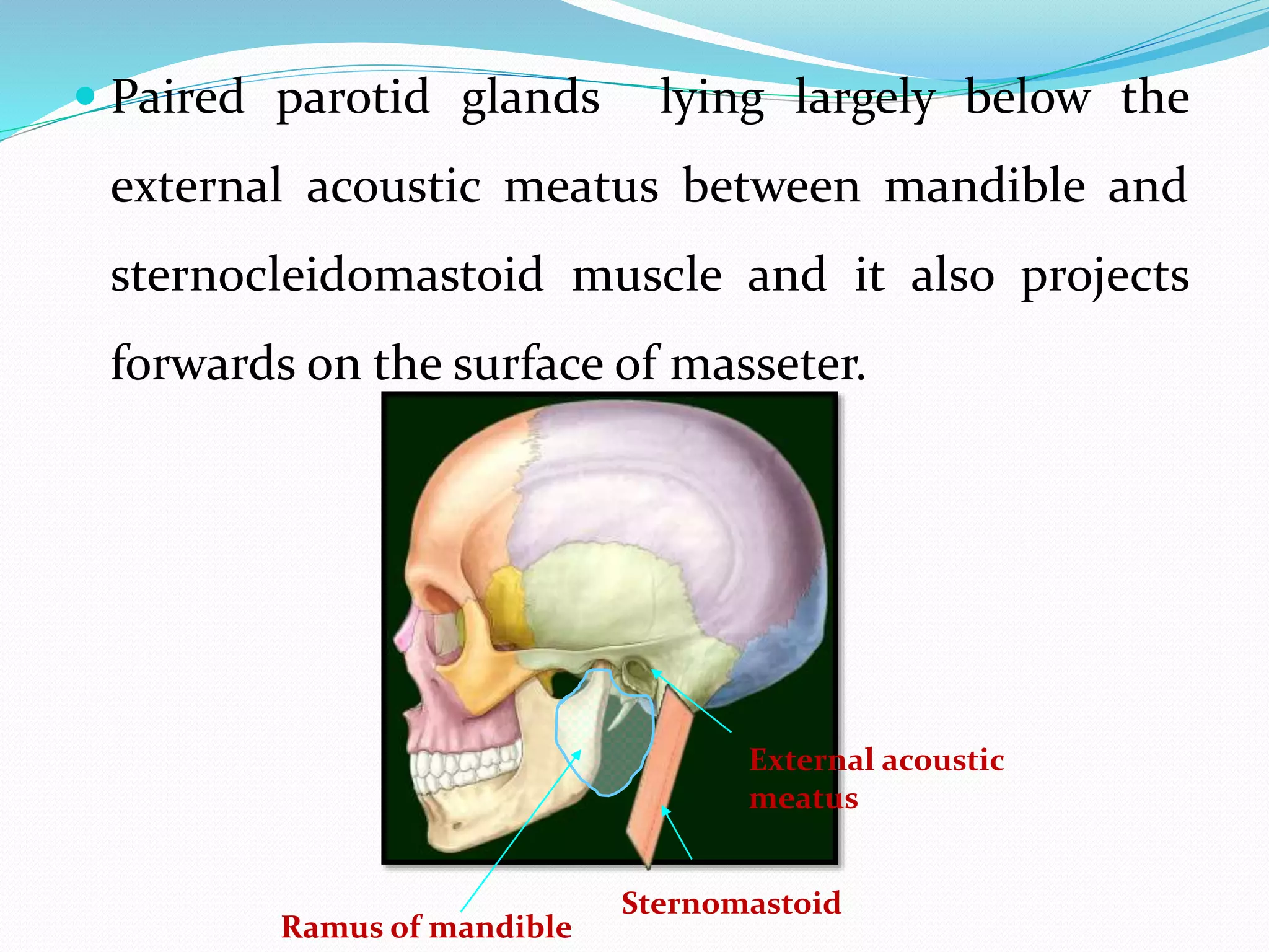 Parotid gland | PPTX