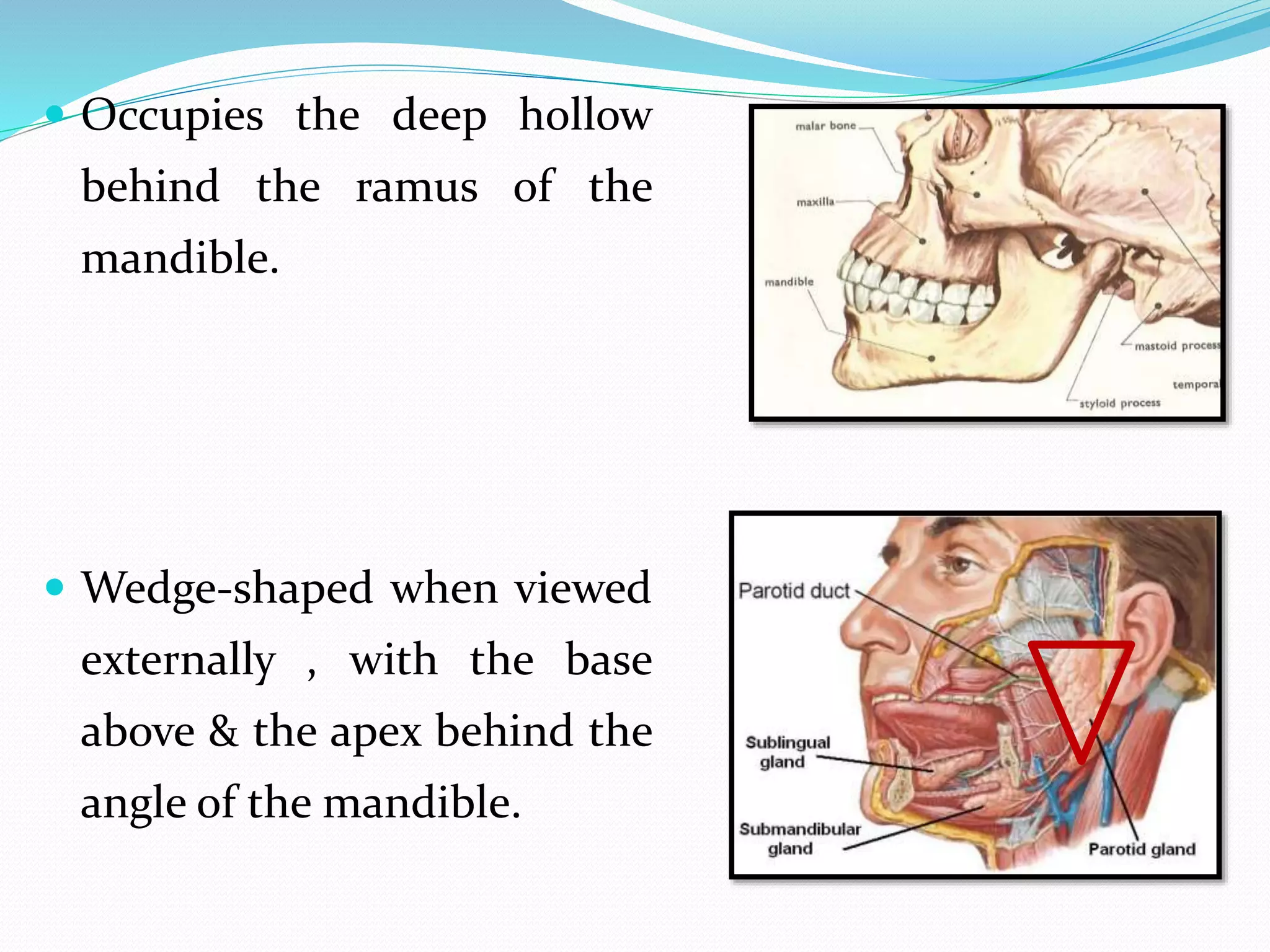 Parotid gland | PPTX