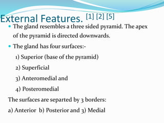 Parotid gland | PPTX