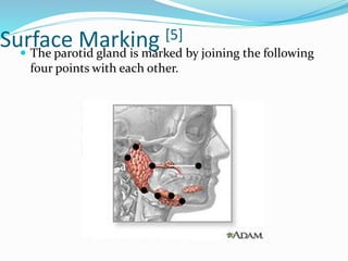 Parotid Duct Surface Marking