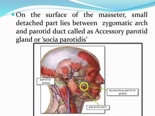Swollen Accessory Parotid Gland