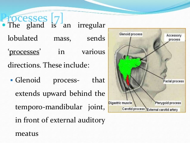 Parotid gland