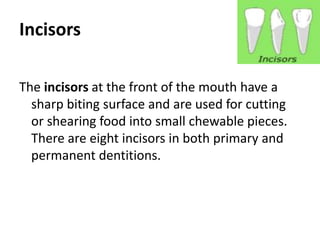 teeth | PPTX