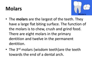 teeth | PPTX | Dental Health | Diseases and Conditions