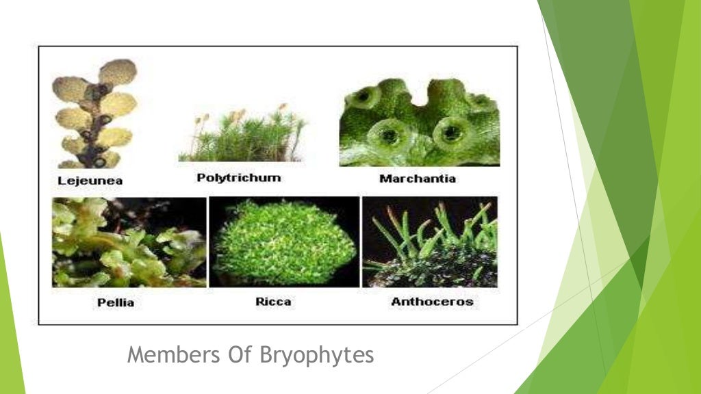 Bryophytes
