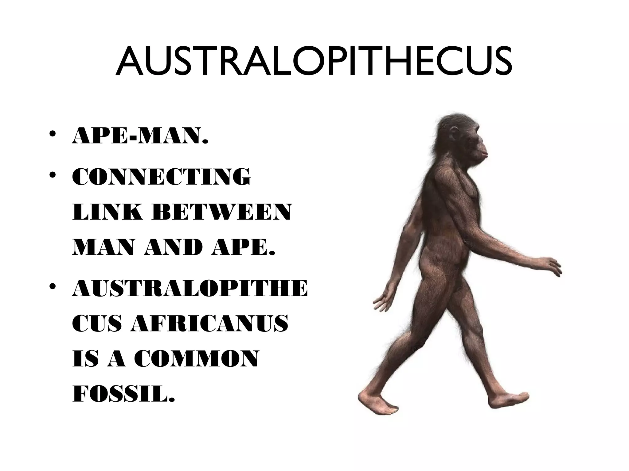 Evolution of Man | PPT