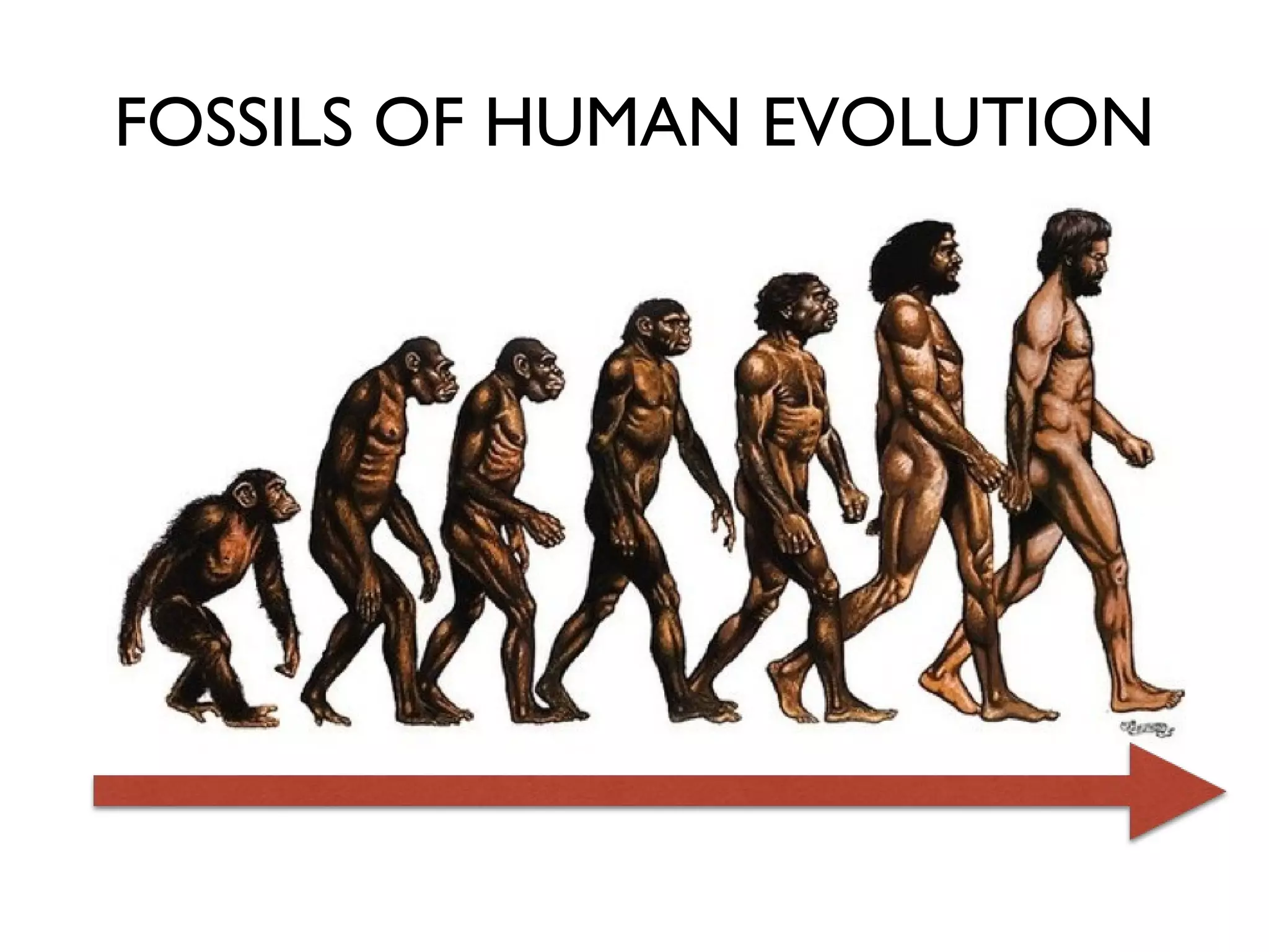 Evolution of Man | PPT