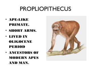 Evolution of Man | PPT