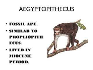 Evolution of Man | PPT