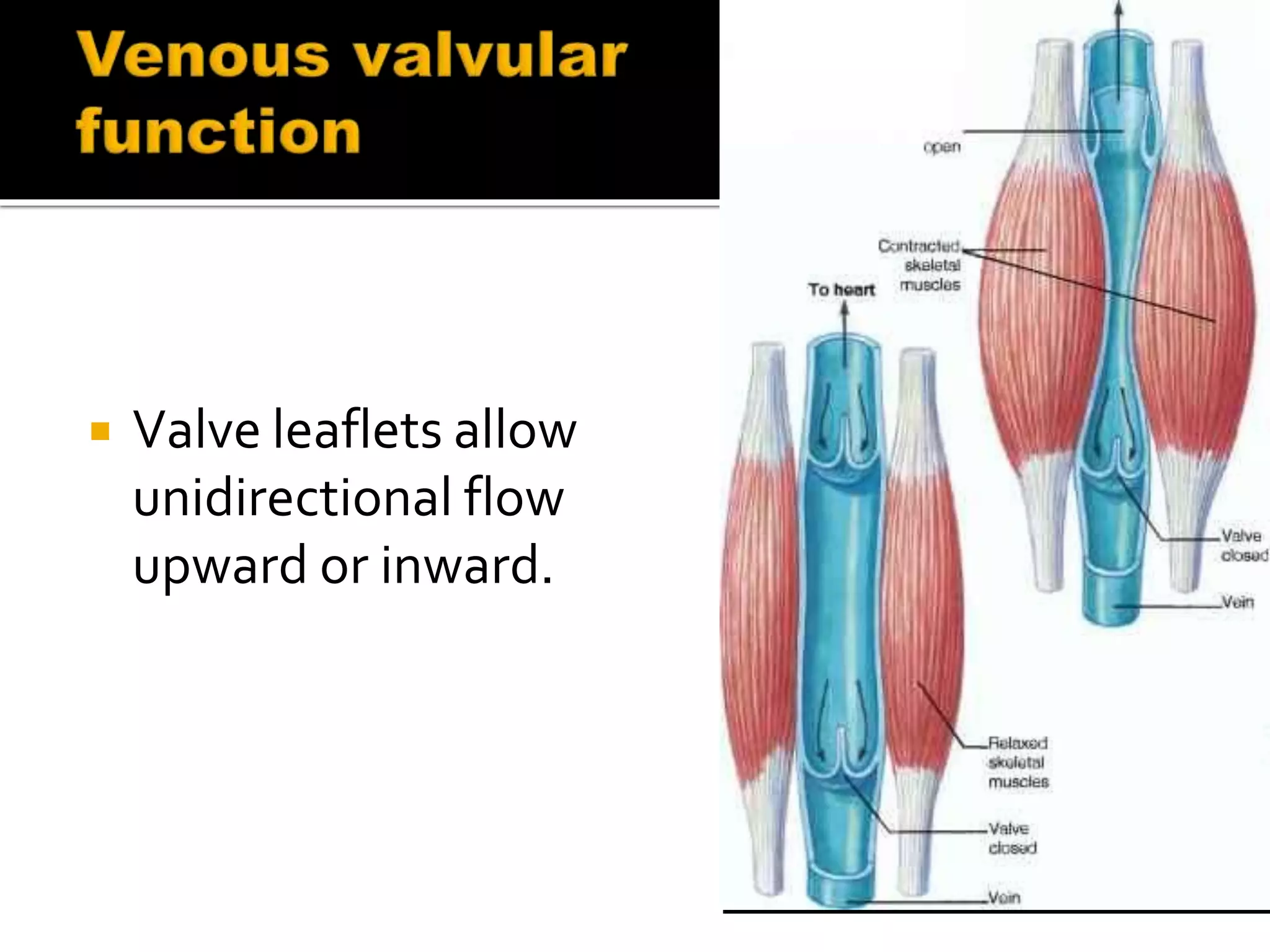 vericose veins | PPTX