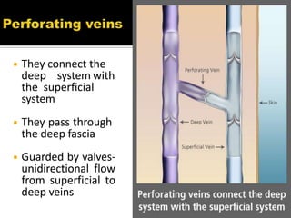 Varicose vein [ chronic venous incompetent.pptx