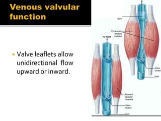 Varicose vein [ chronic venous incompetent.pptx | Free Download