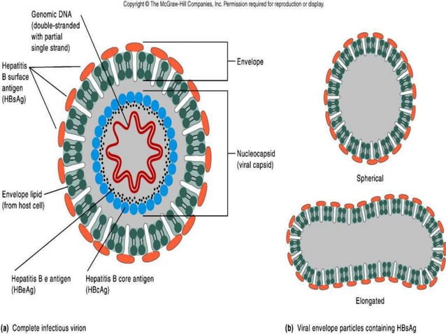 Hepatitis B | PPTX