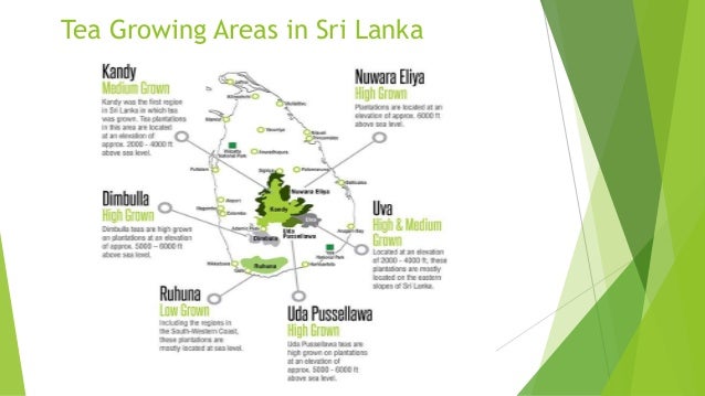 Tea industry in sri lanka