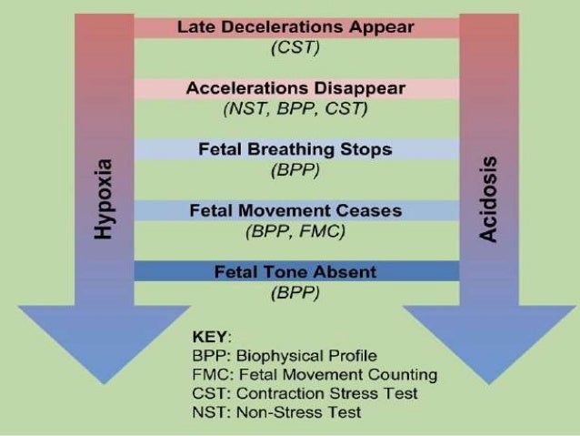 Presentationbiophysical profile1