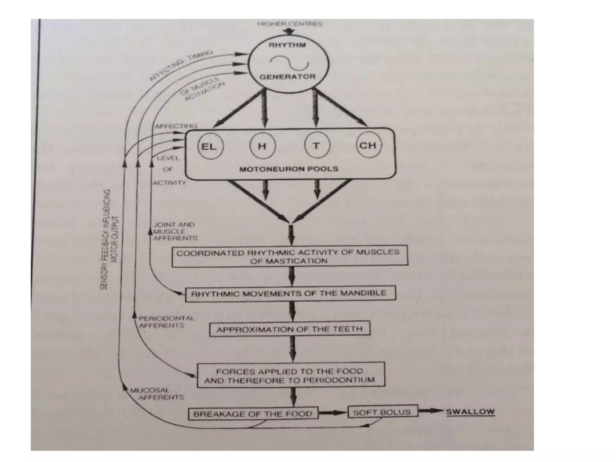 Mastication. Chewing Cycles & Oral Reflexes - Oral Physiology | PPTX