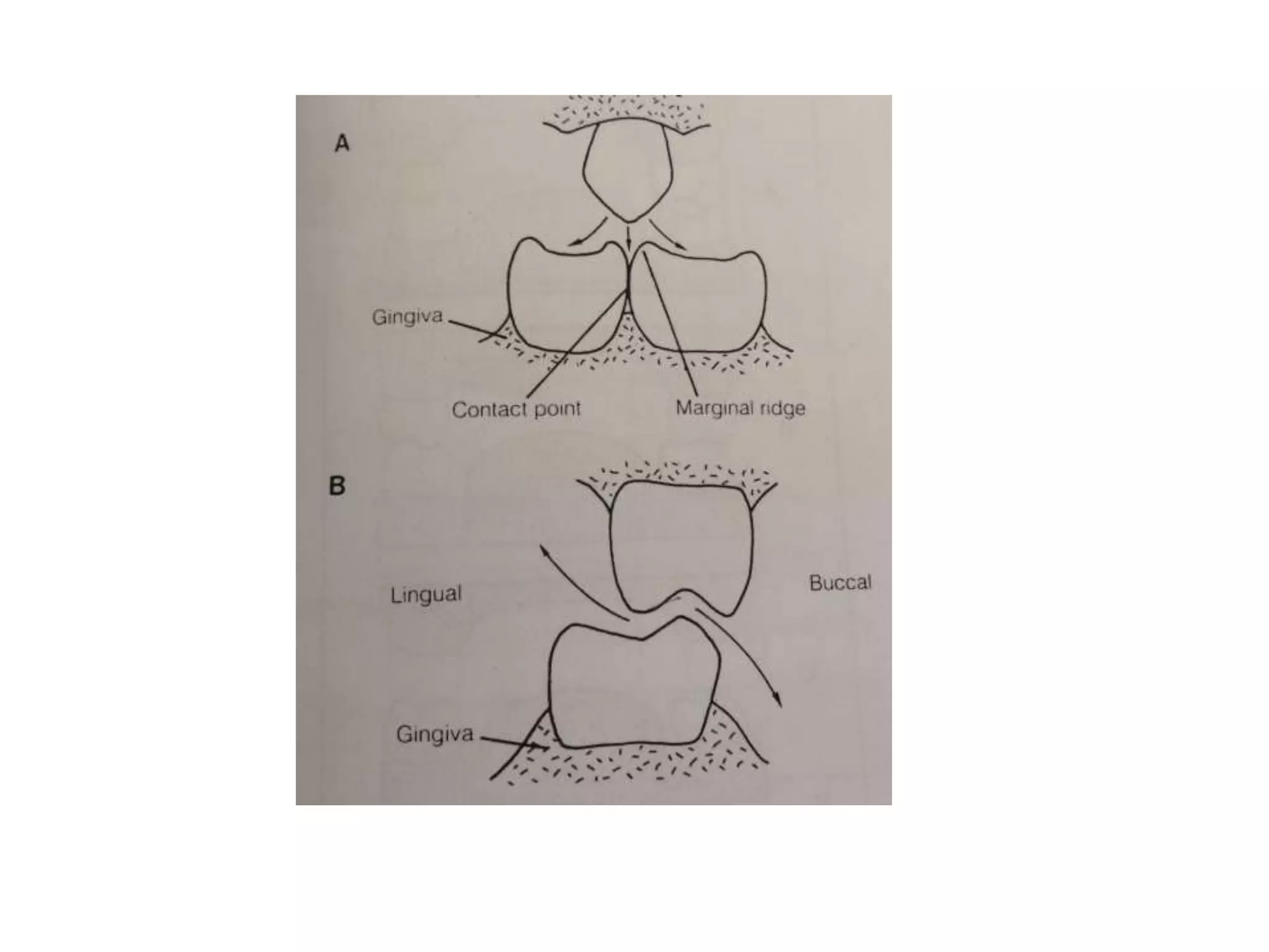 Mastication. Chewing Cycles & Oral Reflexes - Oral Physiology | PPTX
