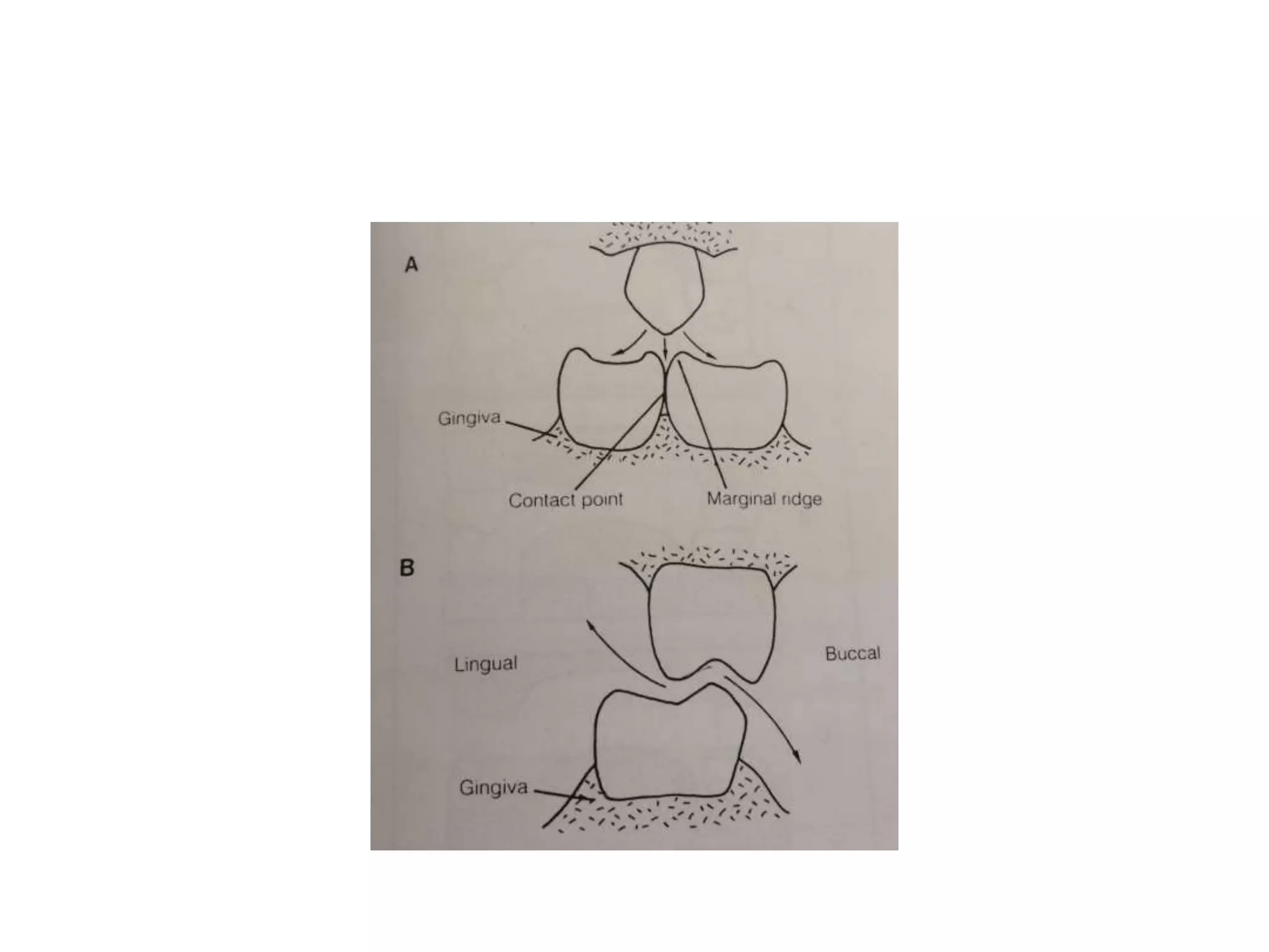 Mastication. Chewing Cycles & Oral Reflexes - Oral Physiology | PPTX