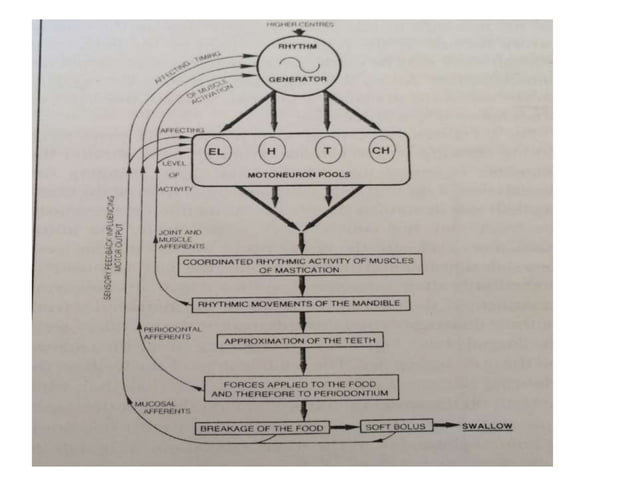 Mastication. Chewing Cycles & Oral Reflexes - Oral Physiology | PPTX
