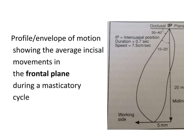 Mastication. Chewing Cycles & Oral Reflexes - Oral Physiology | PPTX