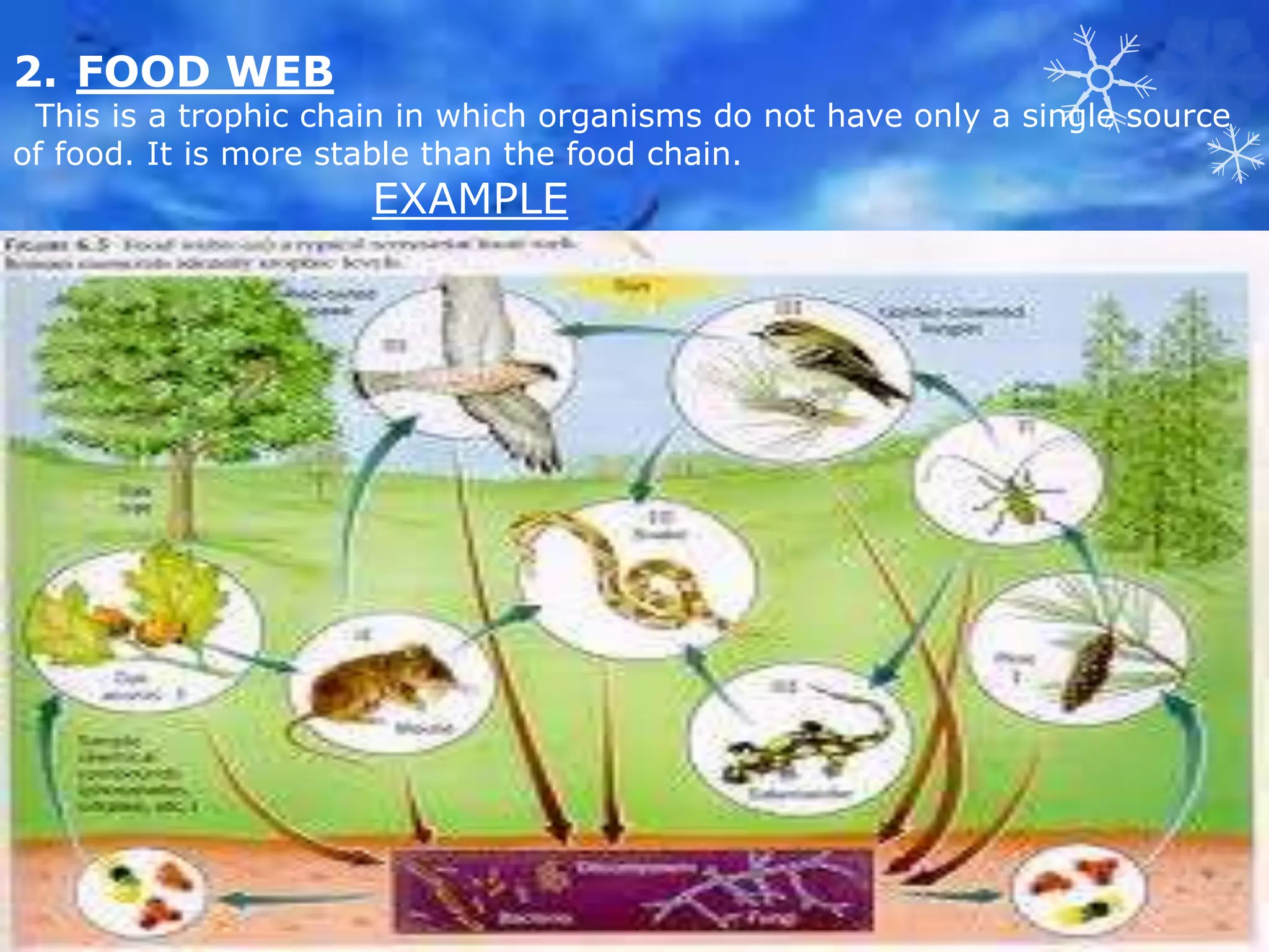 Ecological concepts | PPTX