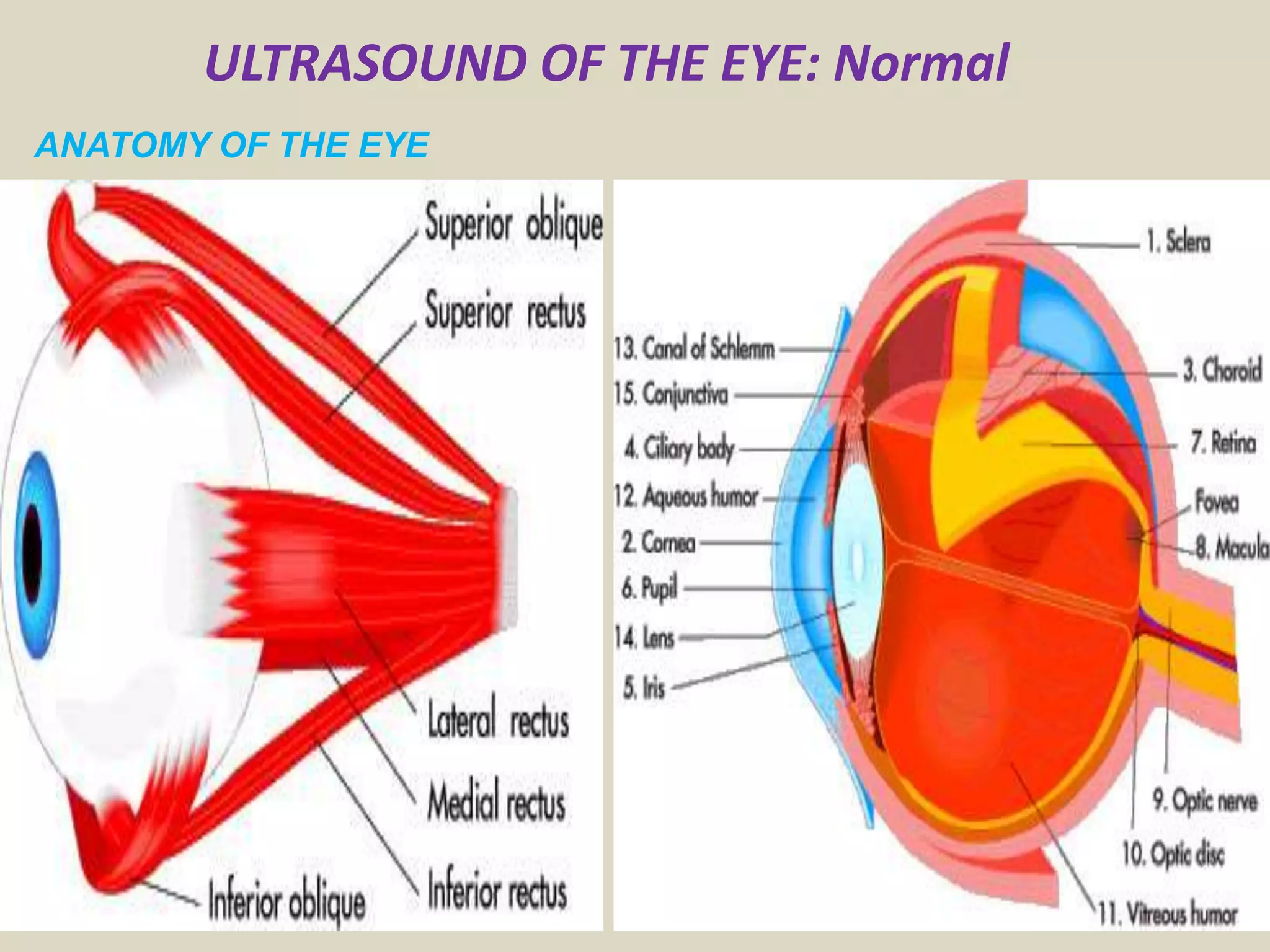 Presentation1.pptx, ultrasound examination of the orbit. | PPTX