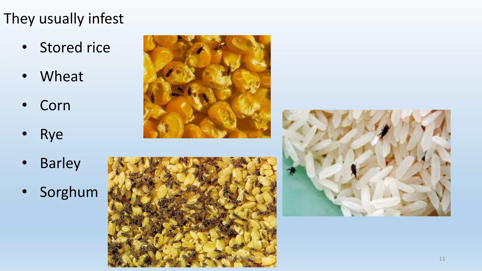 Rice Weevil (Sitophilus oryzae) | PPTX