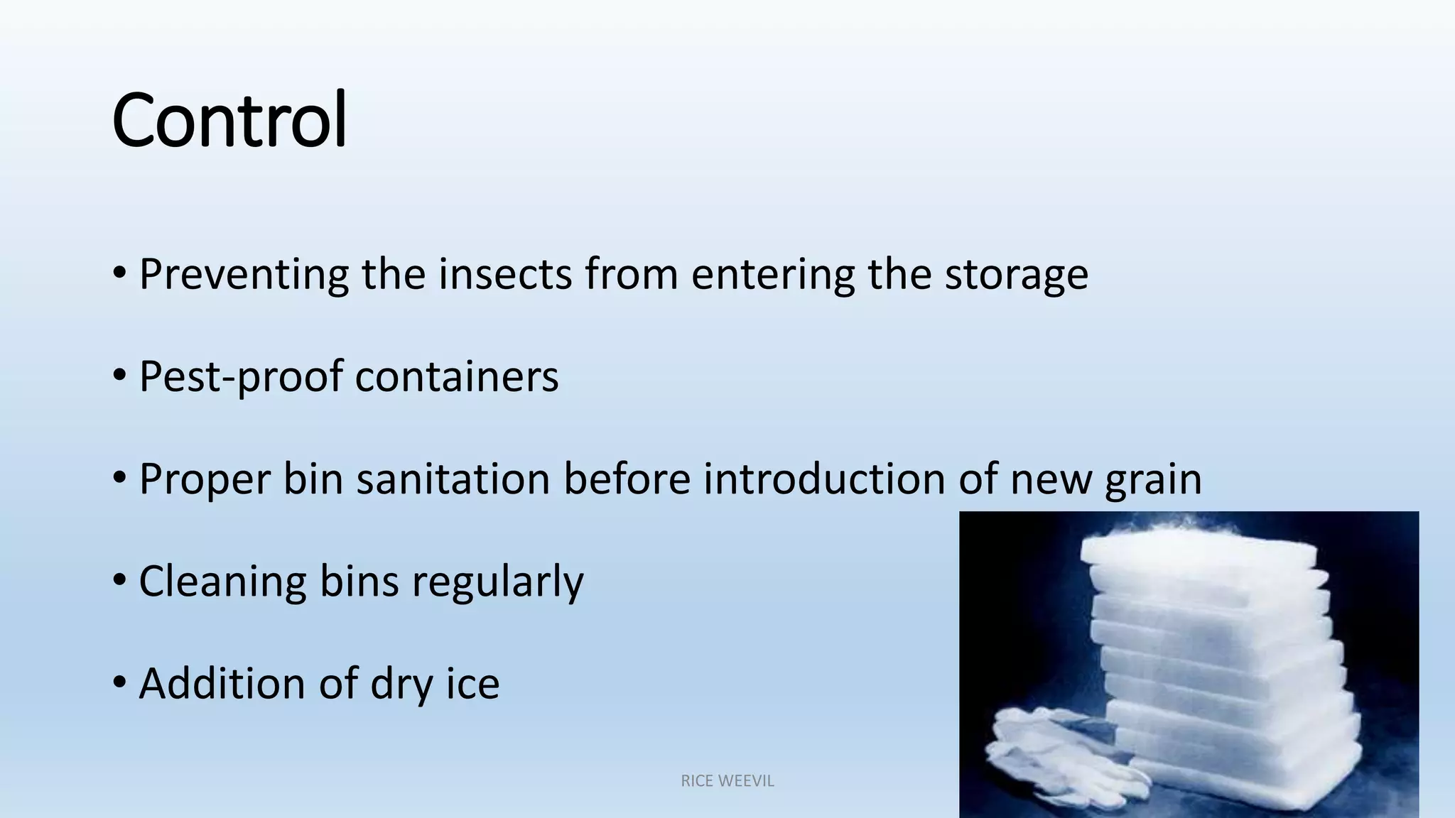 Rice Weevil (Sitophilus oryzae) | PPTX