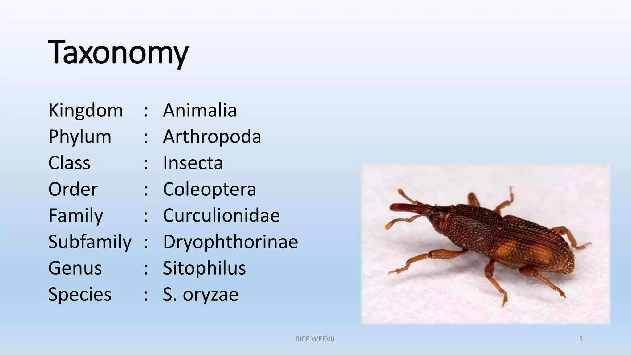 Rice Weevil (Sitophilus oryzae) | PPTX