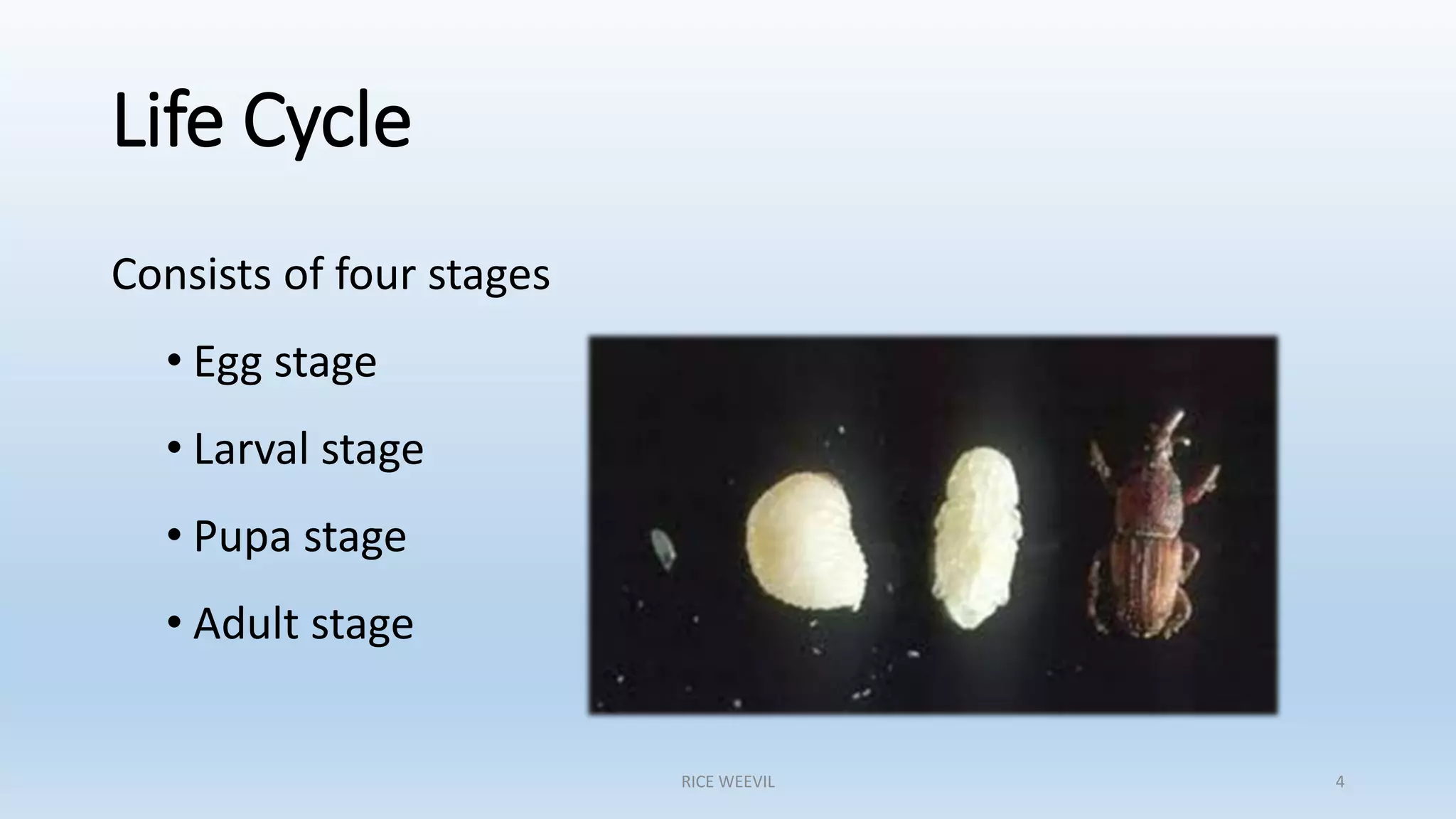 Rice Weevil (Sitophilus oryzae) | PPTX