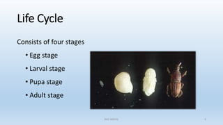 Rice Weevil (Sitophilus oryzae) | PPTX
