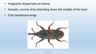 Rice Weevil (Sitophilus oryzae) | PPTX