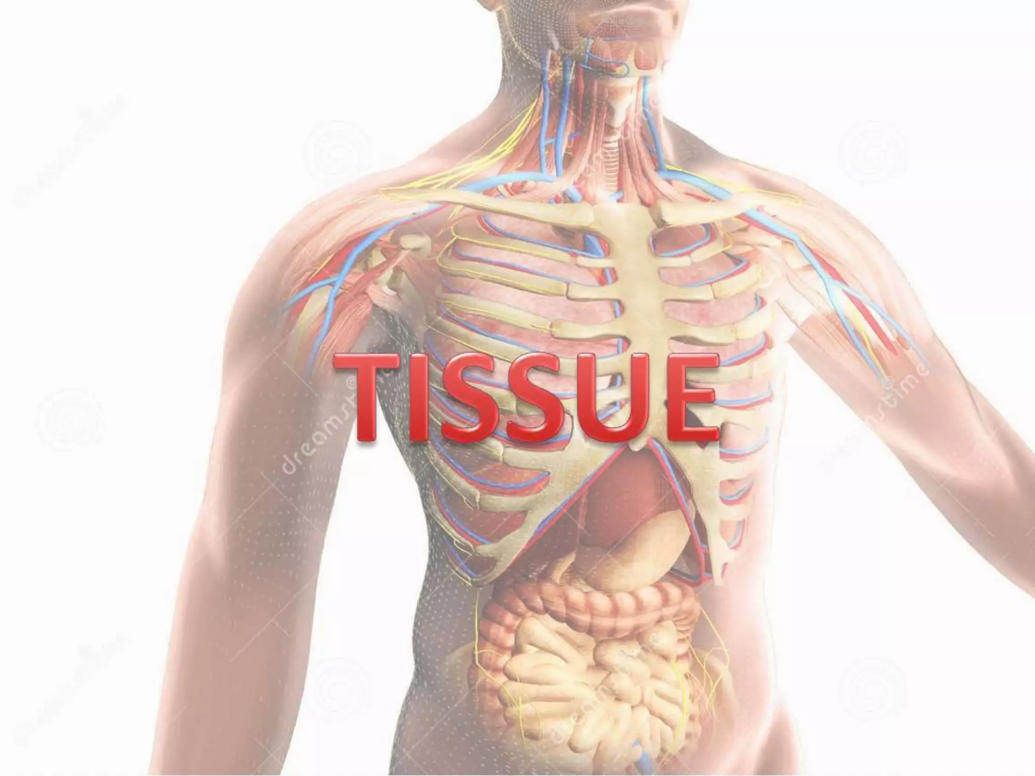 Tissue | PPT