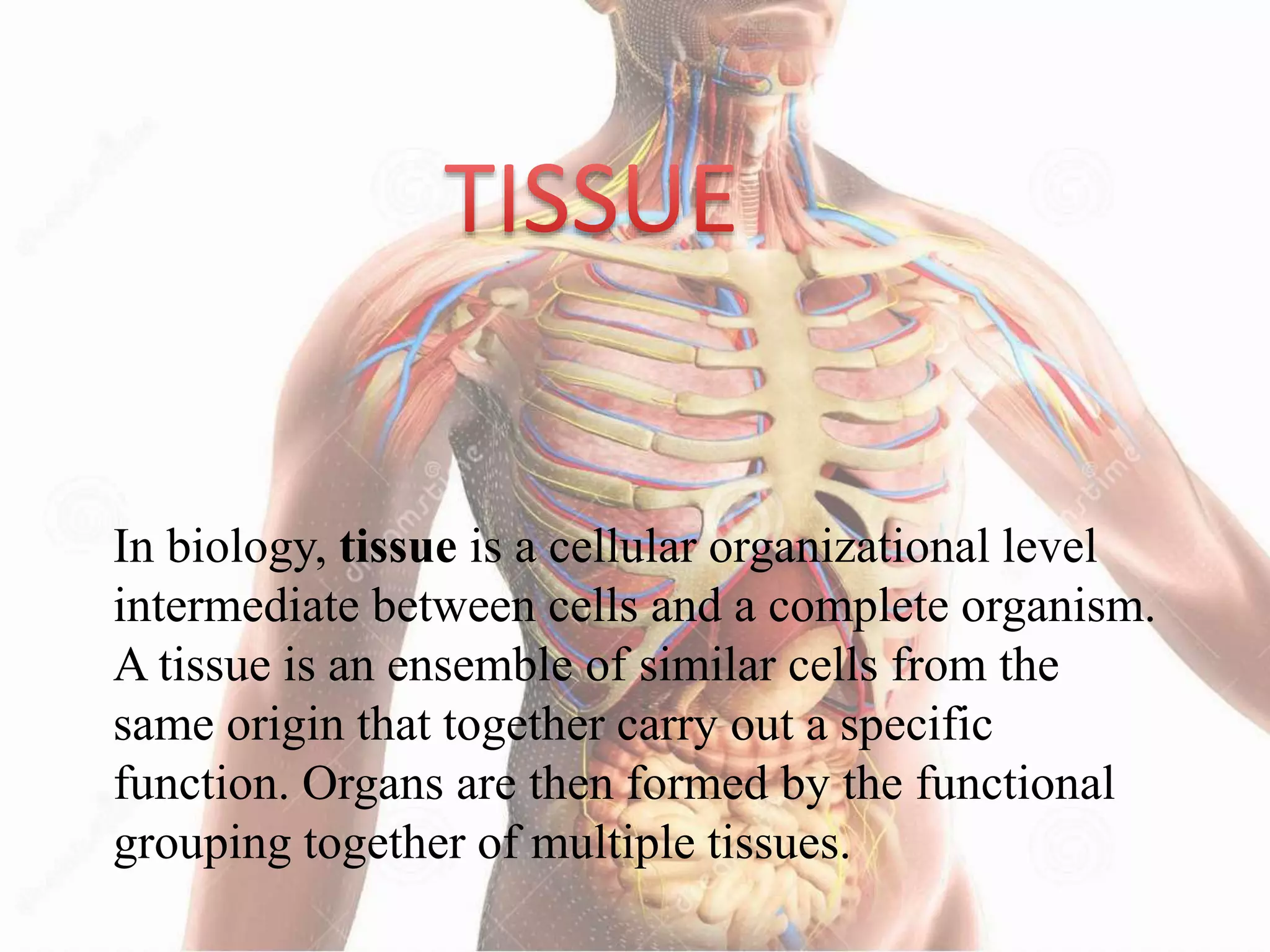 Tissue | PPT